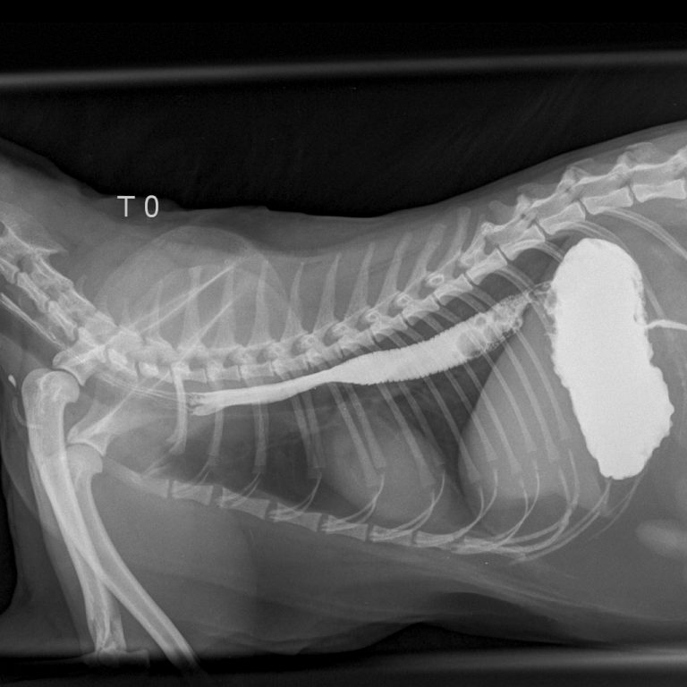 RTG, USG, Endoskopie – Horská veterinární klinika s.r.o.