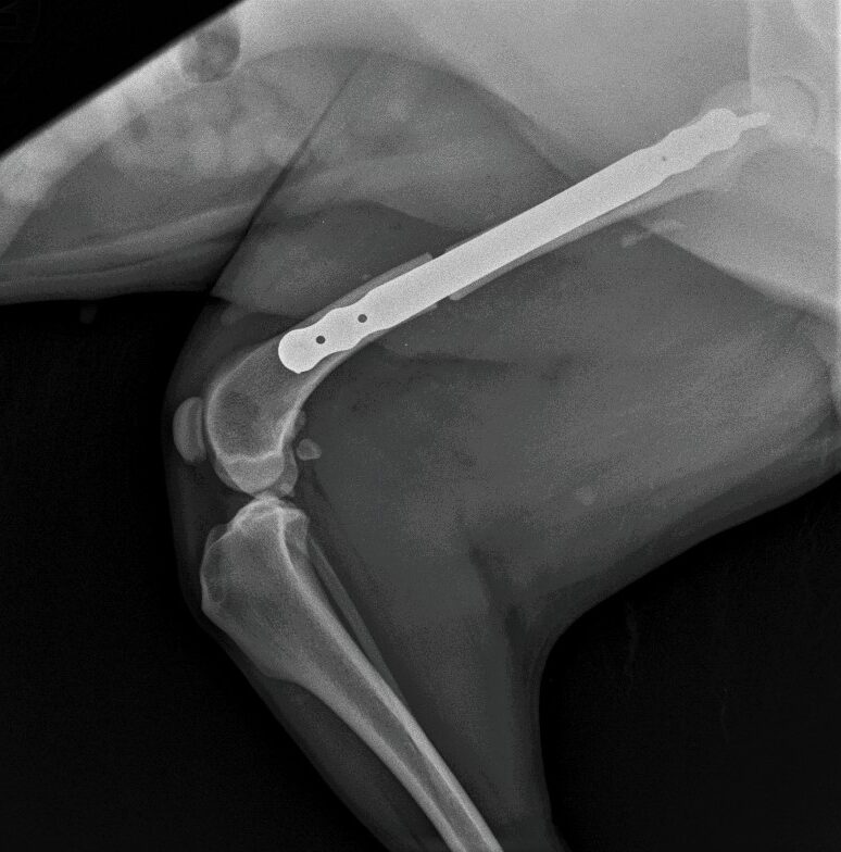 debie-kontrolni-rentgen – Horská veterinární klinika s.r.o.